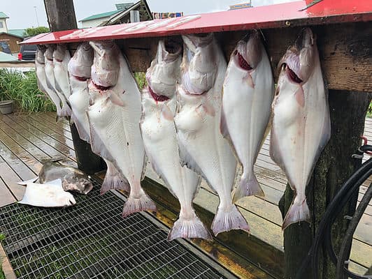 The Largest Halibut Ever Caught in Washington was a Sea Giant - A-Z Animals