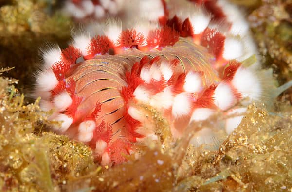 Bearded Fireworm Animal Facts - Hermodice carunculata - A-Z Animals