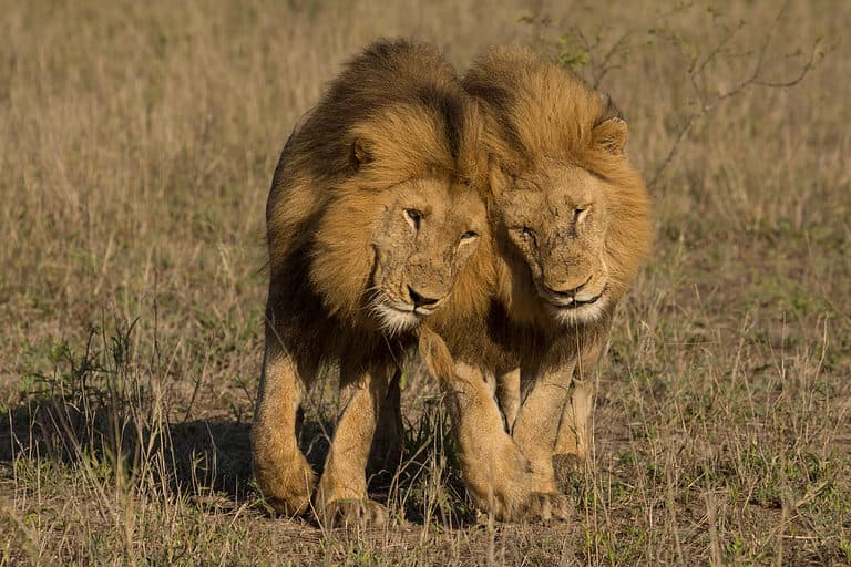 Discover the Reason and Purpose of a Lion's Mane - A-Z Animals