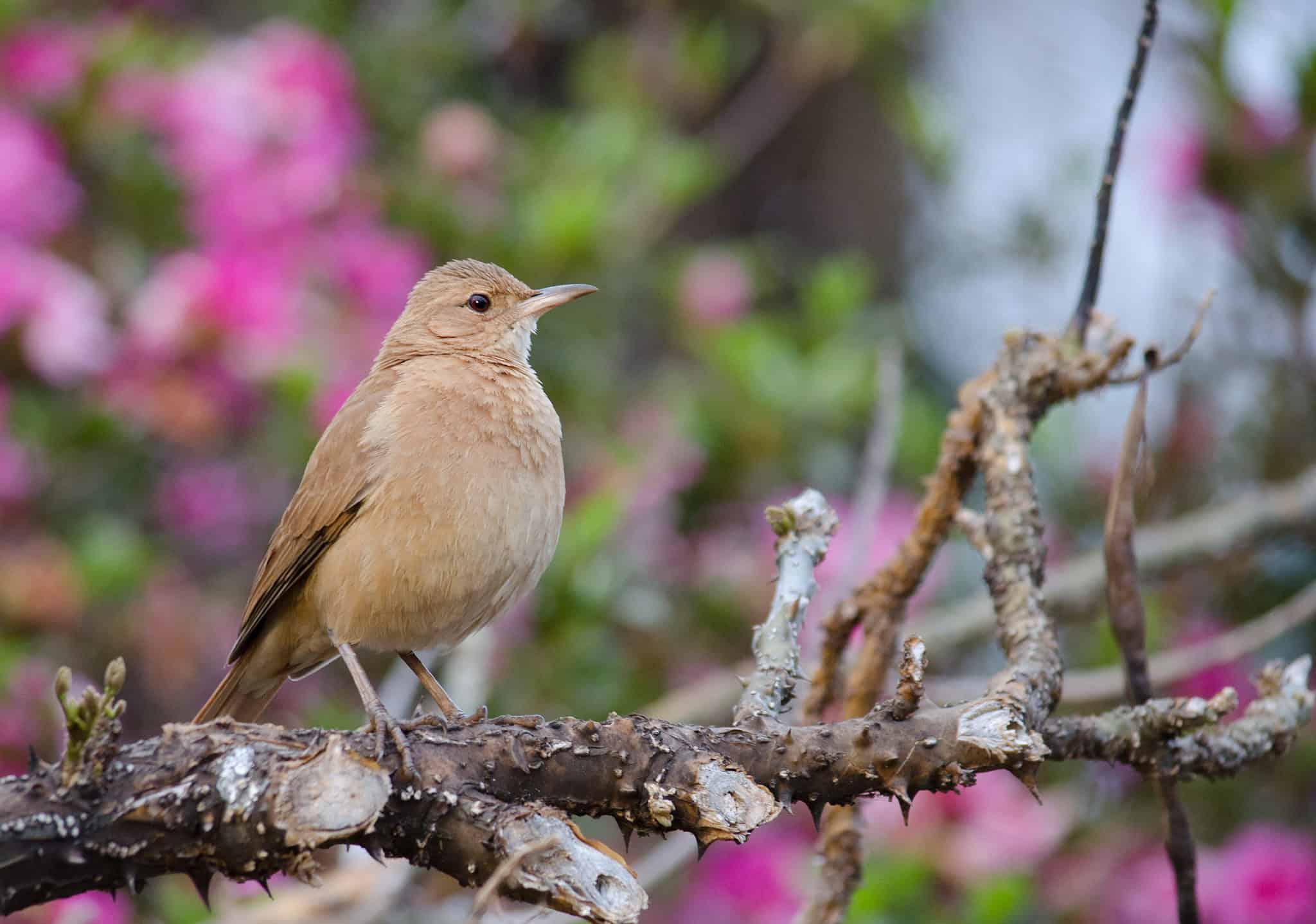 The Rufous Hornero: The National Bird of Argentina - A-Z Animals