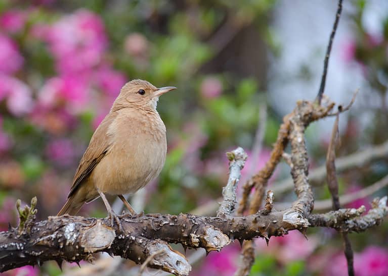 The Rufous Hornero: The National Bird of Argentina - A-Z Animals