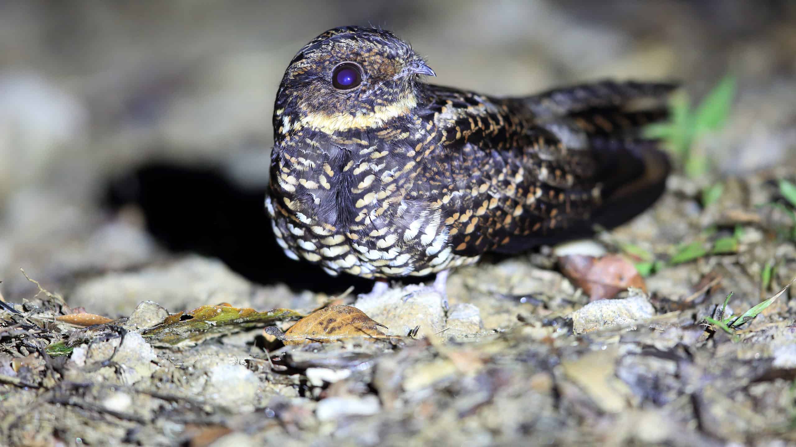 Nightjar Bird Facts - A-Z Animals