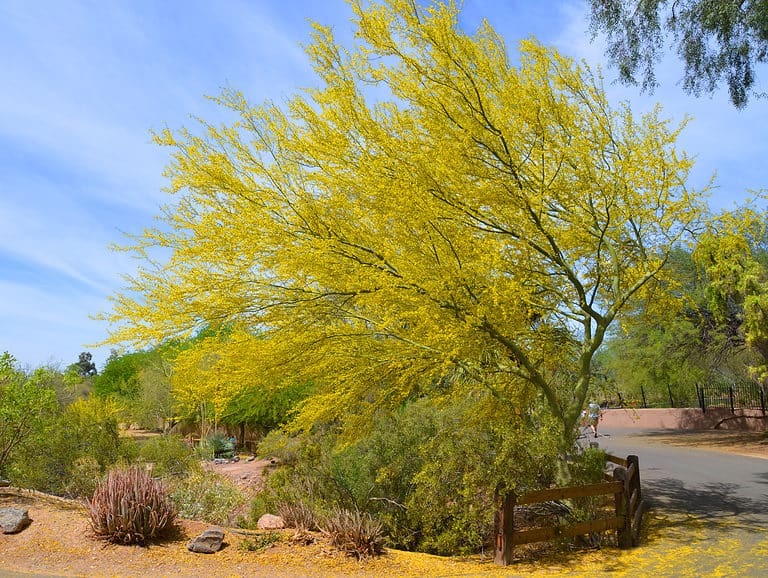 10 Notable Trees Native to Arizona - A-Z Animals