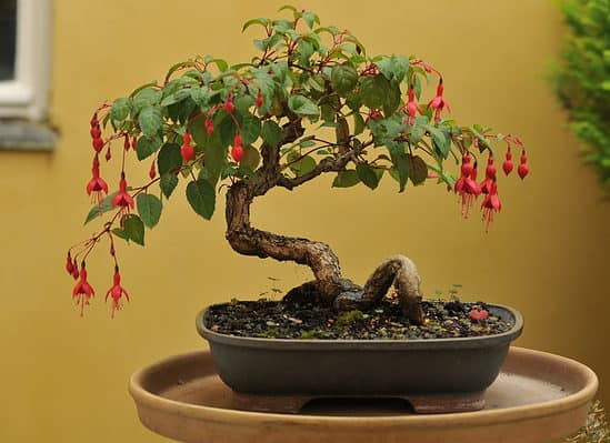 Fuchsia Bonsai Tree Varieties, Care, and Propagation Tips
