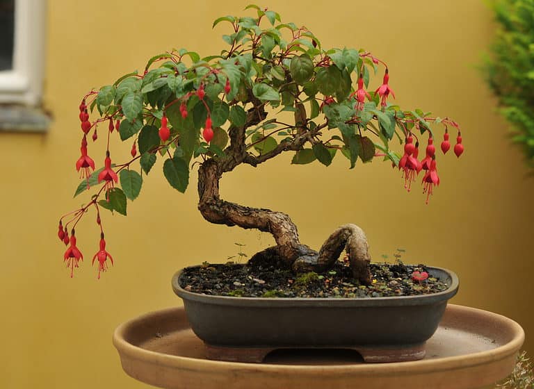 Bonsai Nebari: What is It and How to Create It - A-Z Animals