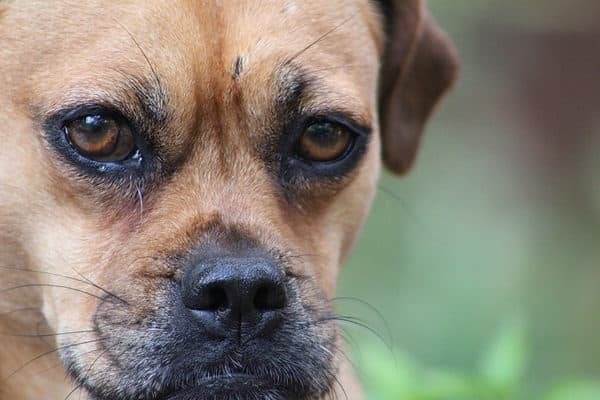 Pug Mix Dog Breed Complete Guide - A-Z Animals