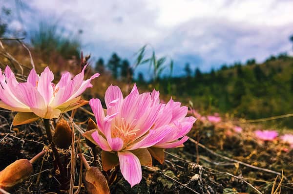 14 Amazing Flowers That Symbolize and Embody Rebirth - A-Z Animals