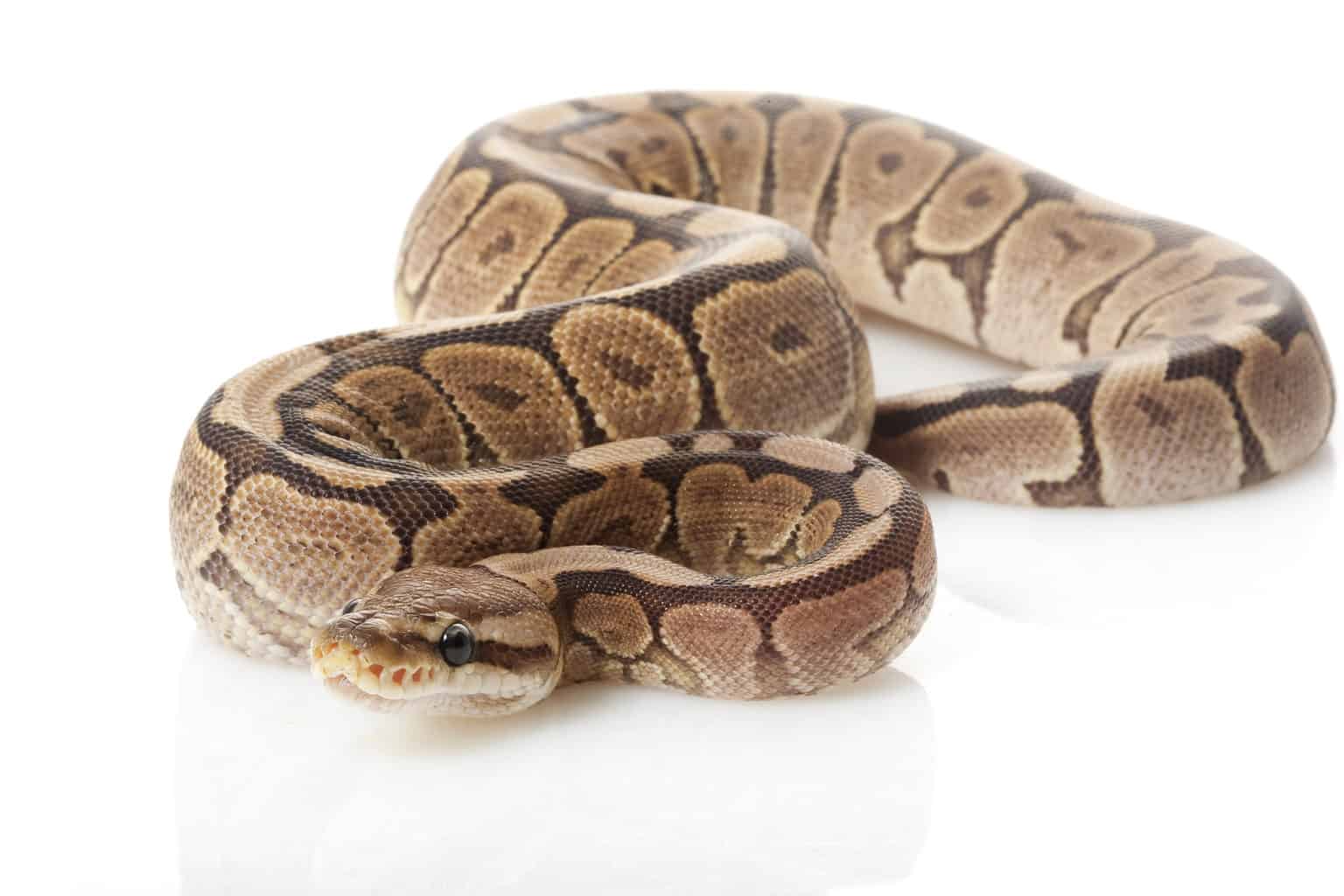 Woma Python Animal Facts | A. ramsayi - AZ Animals