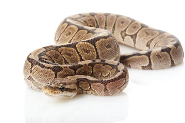 Cinnamon Ball Python Animal Facts - Python regius - A-Z Animals