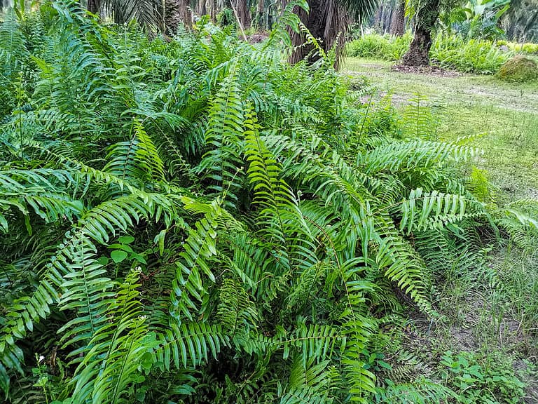10 Native Plants in North Carolina - A-Z Animals