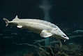 Sturgeon Animal Facts - Acipenseridae - A-Z Animals