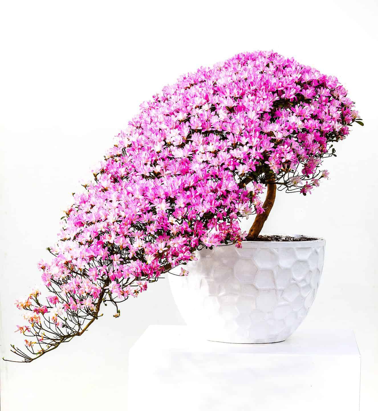 Azalea Bonsai Tree: Varieties, How to Propagate, and More