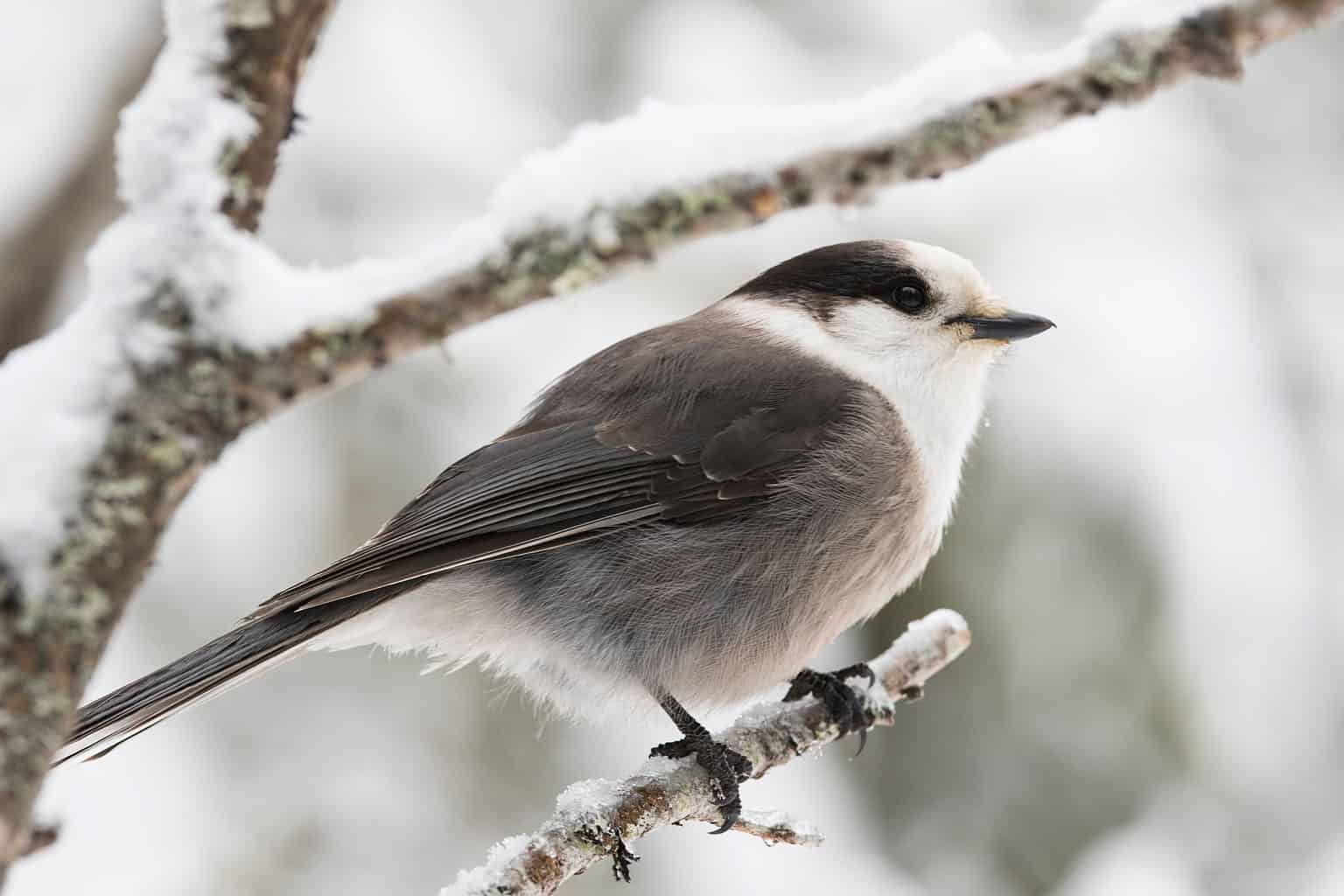 The Gray Jay: National Bird of Canada - A-Z Animals
