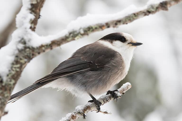 The Gray Jay: National Bird of Canada - A-Z Animals
