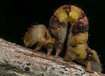 Inchworm - A-Z Animals
