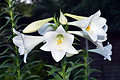 24 Types Of White Lilies