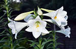 24 Types Of White Lilies