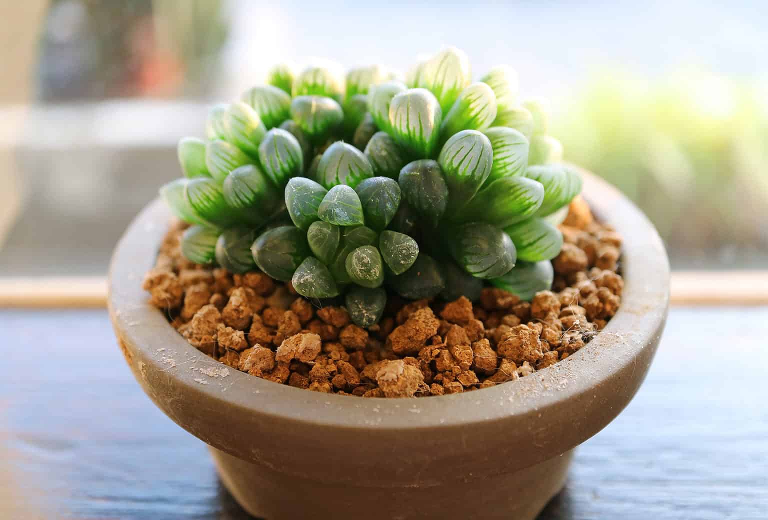 Types Of Haworthia Succulents - A-Z Animals