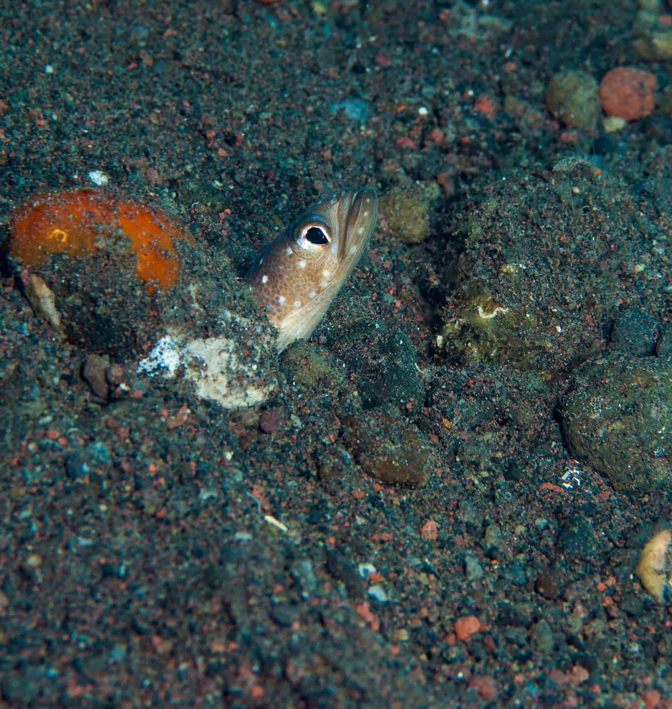 Pacific Spaghetti Eel Fish Facts - Gorgasia japonica - A-Z Animals