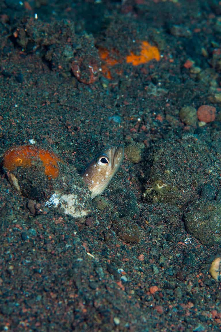 Pacific Spaghetti Eel Fish Facts - Gorgasia japonica - A-Z Animals