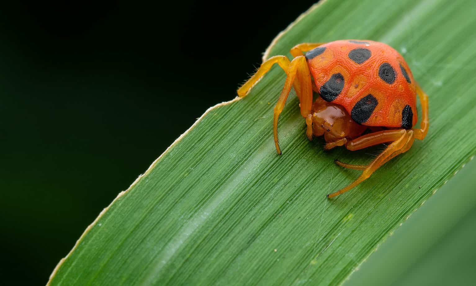 11 Colorful Bugs That Look Like Ladybugs - A-Z Animals