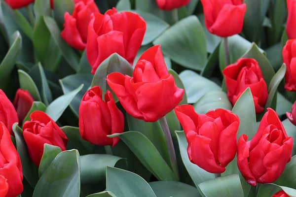 10 Types of Red Tulips to Brighten Your Garden - A-Z Animals
