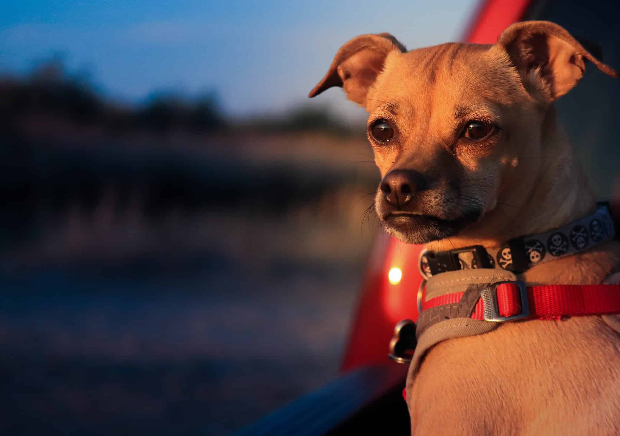 Pit Bull and Chihuaha: 5 Things to Know About Chipits - A-Z Animals