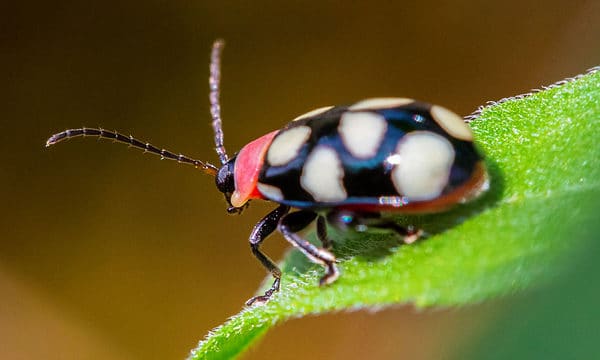 11 Colorful Bugs That Look Like Ladybugs - A-Z Animals