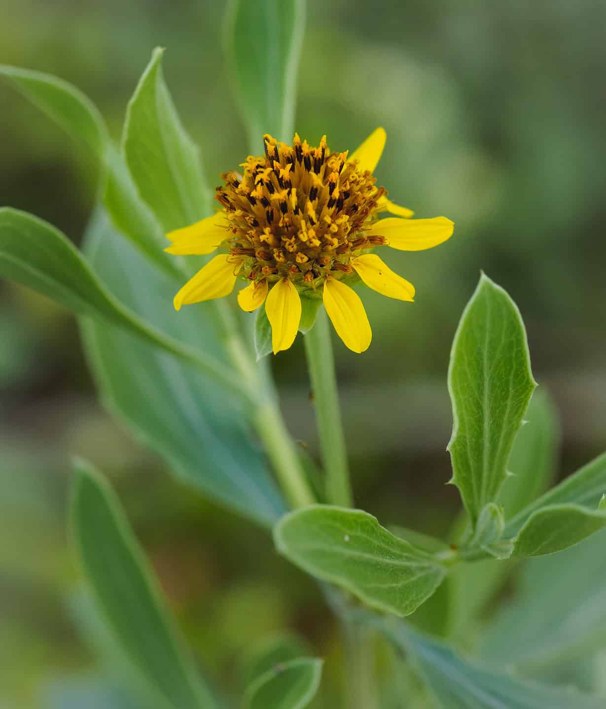 15 Most Beautiful Flowers Native to Puerto Rico - A-Z Animals