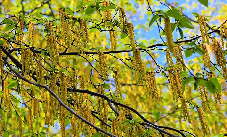 The 31 Most Iconic Trees Native to Georgia - A-Z Animals