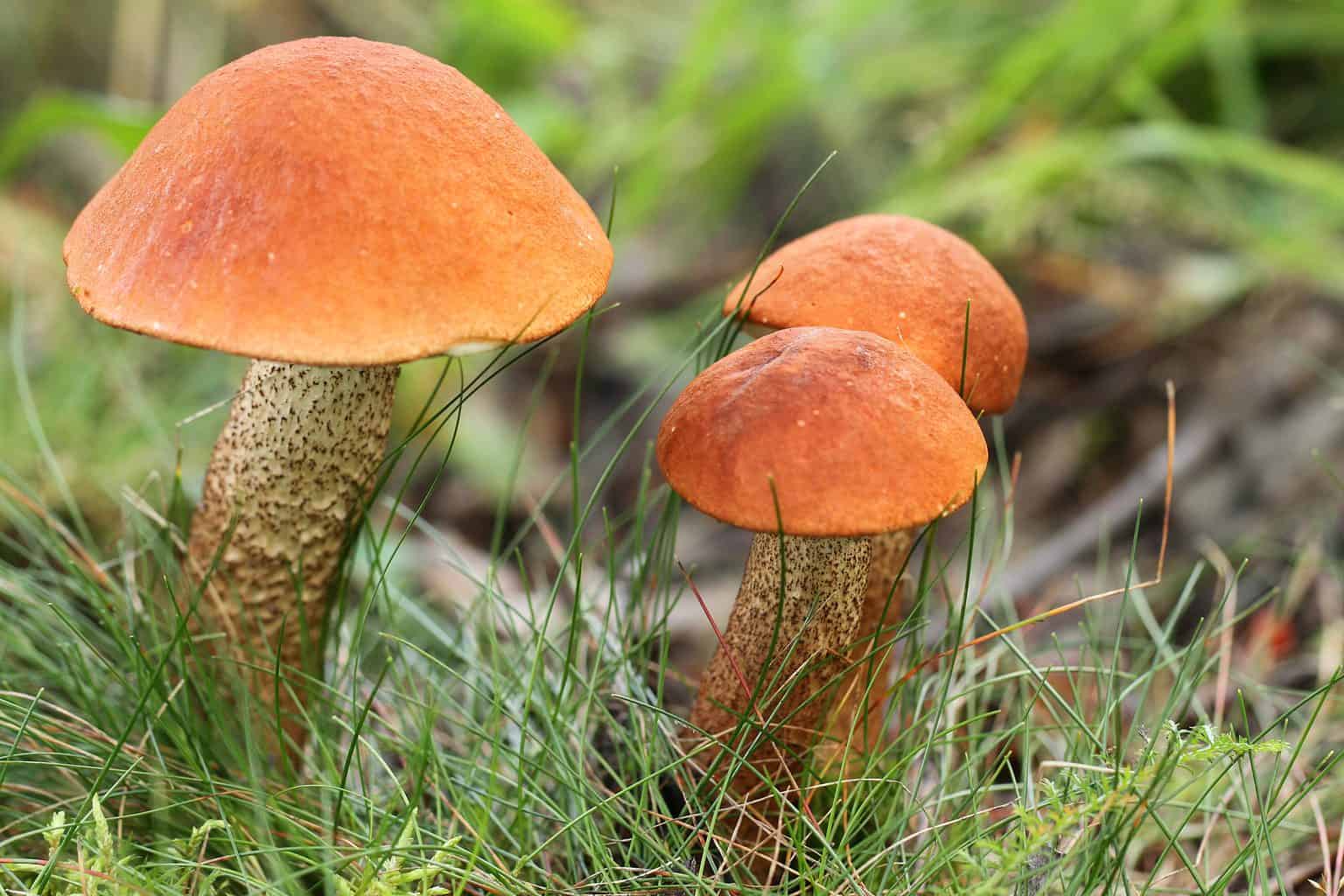 Types of Bolete Mushrooms - A-Z Animals