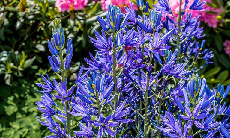 11 Native Plants in Washington - A-Z Animals