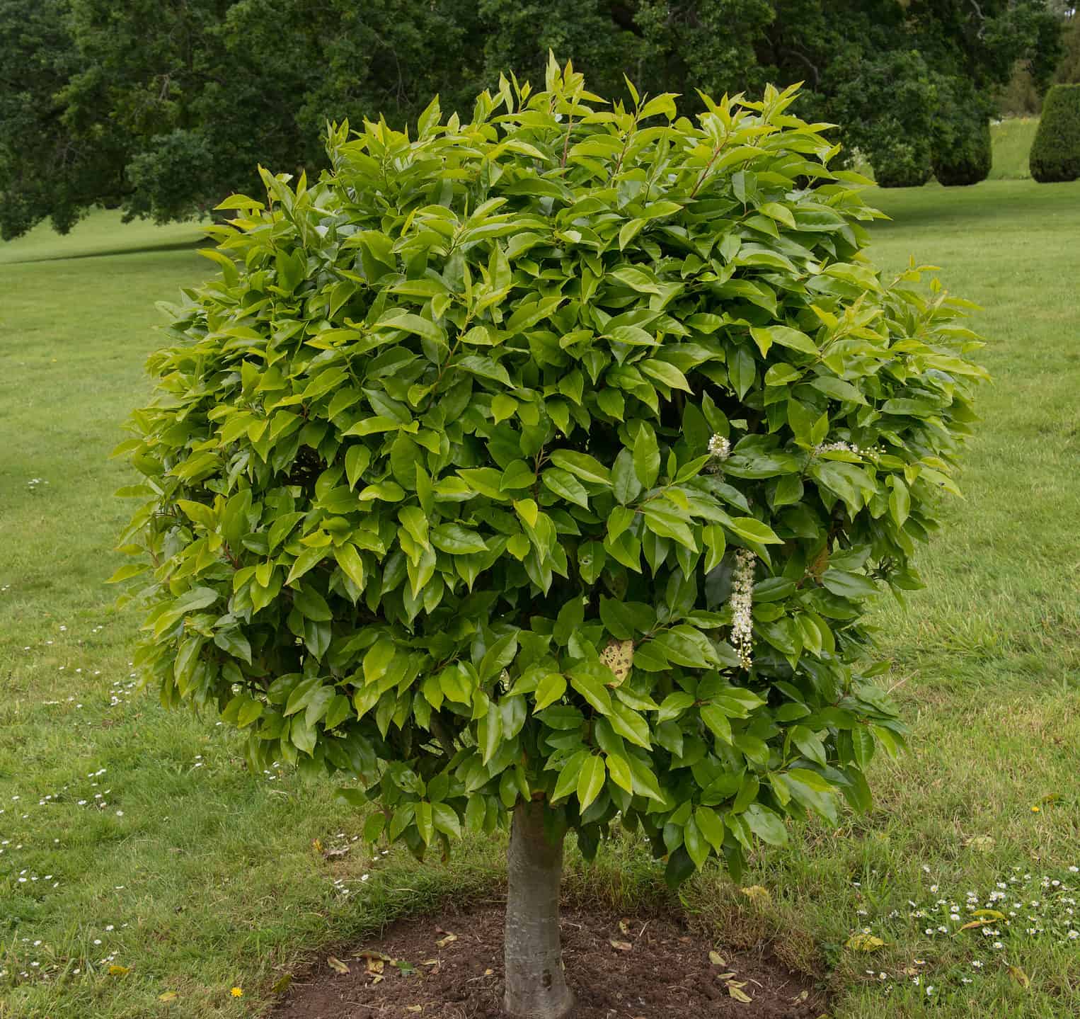 The 25 Best Small Flowering Trees to Spruce Up Any Yard - A-Z Animals