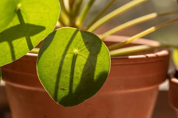 The Meaning Of Chinese Money Plant - A-Z Animals