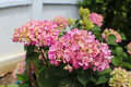 When Do Hydrangeas Bloom? Discover Peak Season by Zone - A-Z Animals