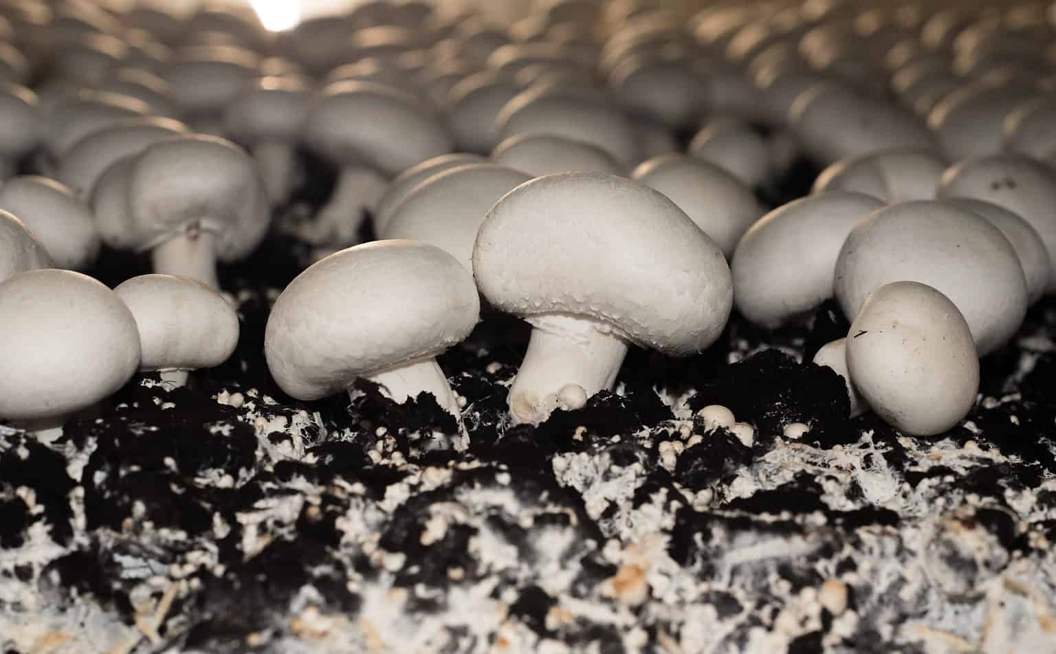 23 Mushrooms that Grow in Clusters - A-Z Animals