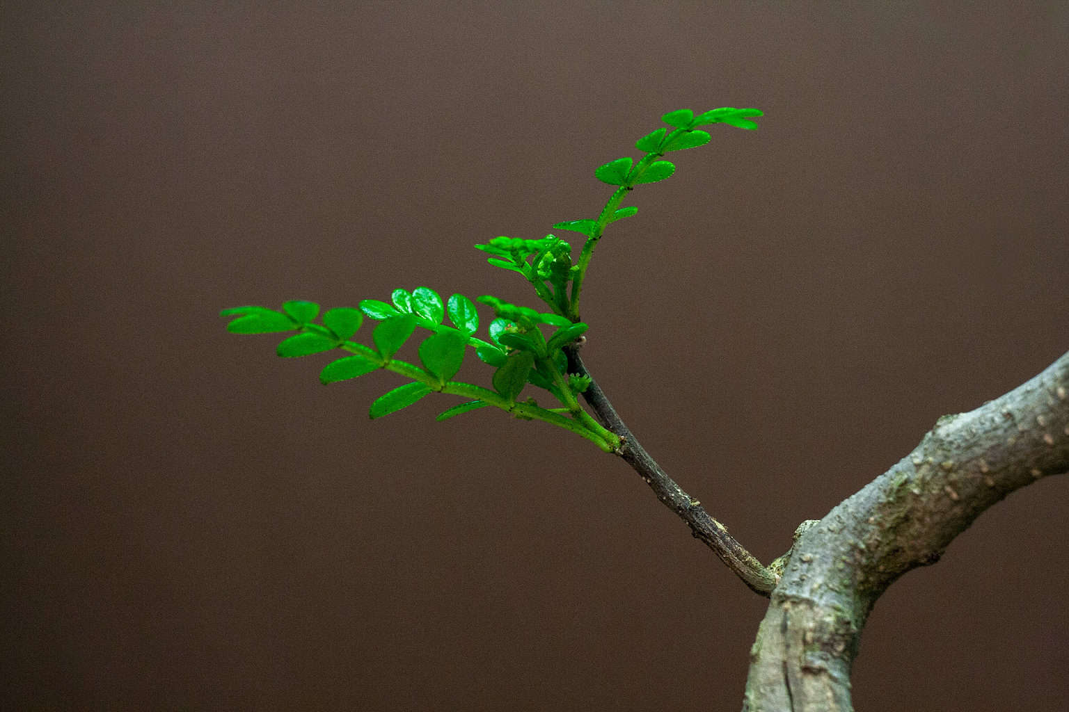 Chinese Pepper Bonsai: Care Guide, Varieties, Tips, and More