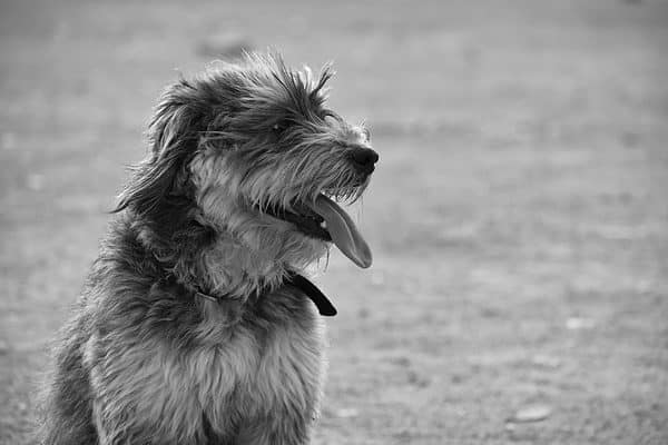 Sapsali Dog Breed Complete Guide - A-Z Animals