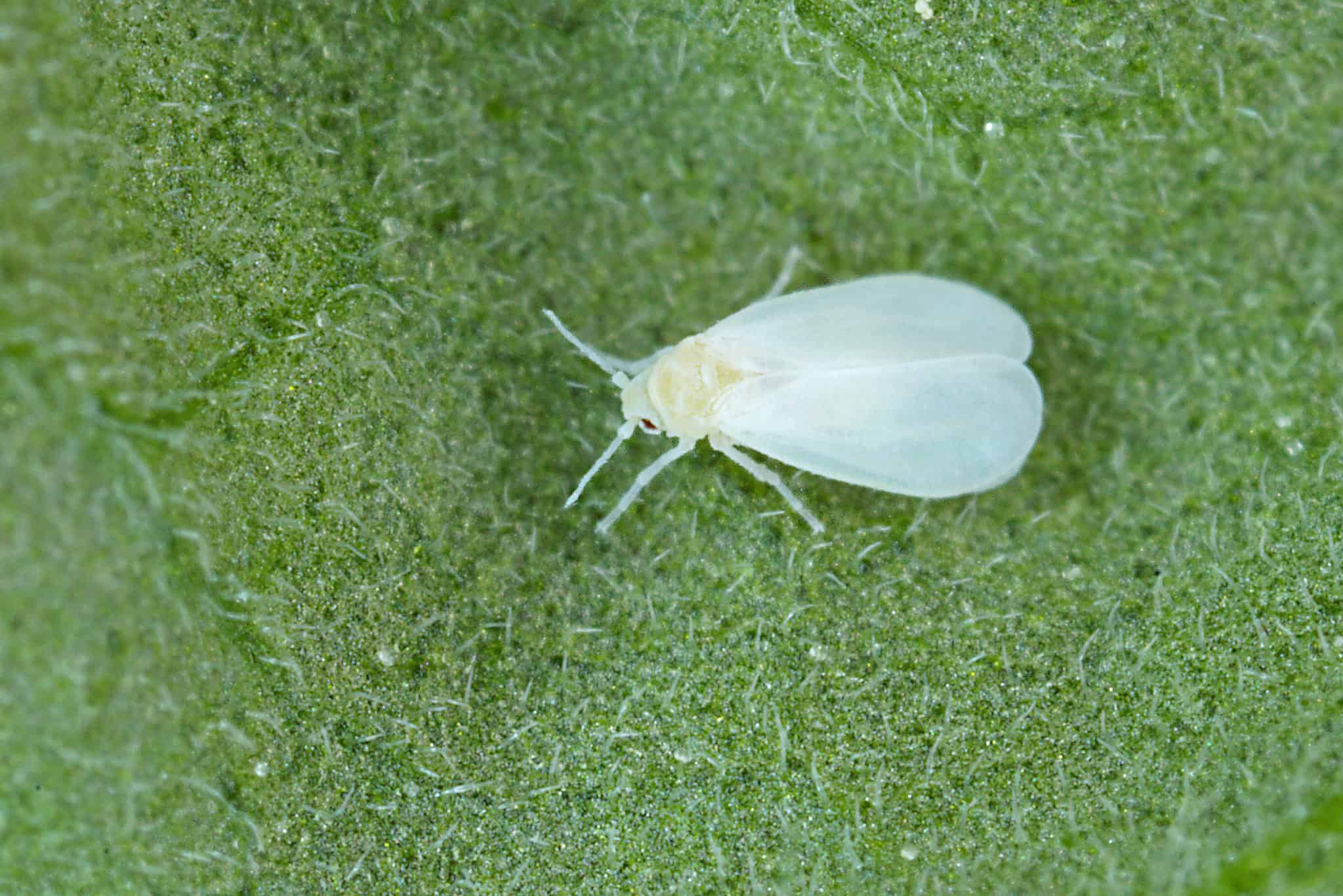 9 Ways to Get Rid of Whiteflies - A-Z Animals