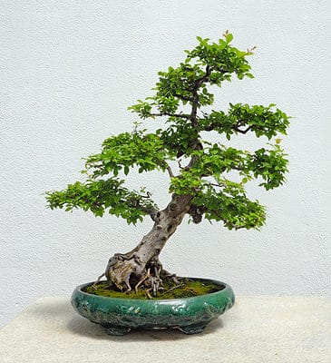 Bird Plum Bonsai: Care Guide, Propagation, Tips, and More