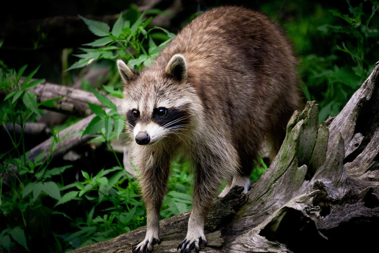 10 Independent Animals That Travel and Live Alone - A-Z Animals