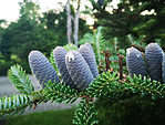 The 14 Most Iconic Trees Native to Vermont - A-Z Animals