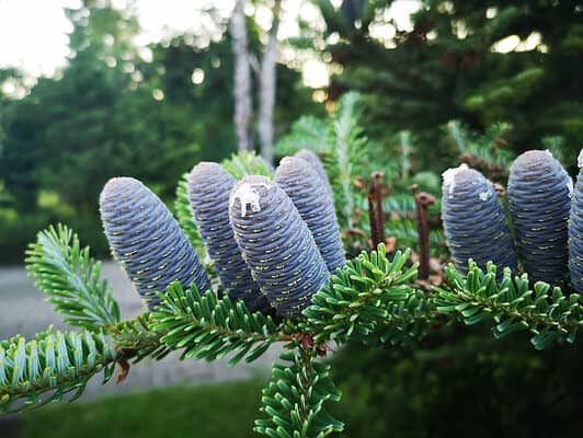 12 Incredible Trees Native to Maine - A-Z Animals