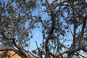 10 Notable Trees Native to Arizona - A-Z Animals