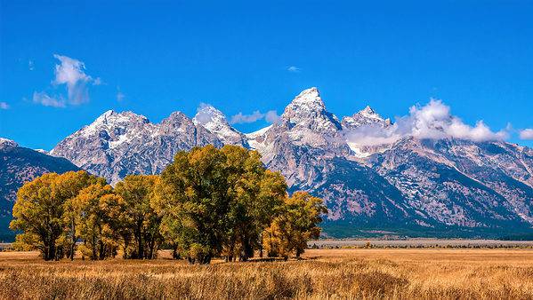 9 Beautiful Trees Native to Wyoming - A-Z Animals