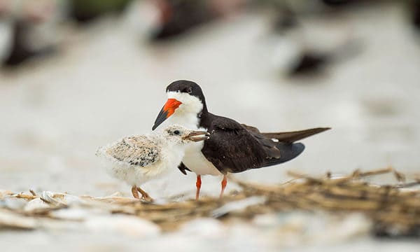 Altricial vs. Precocial: 7 Key Differentiators - A-Z Animals