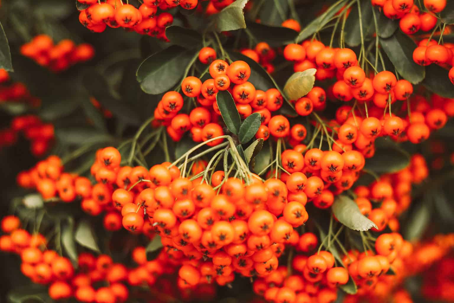 9 Native Plants in California - A-Z Animals