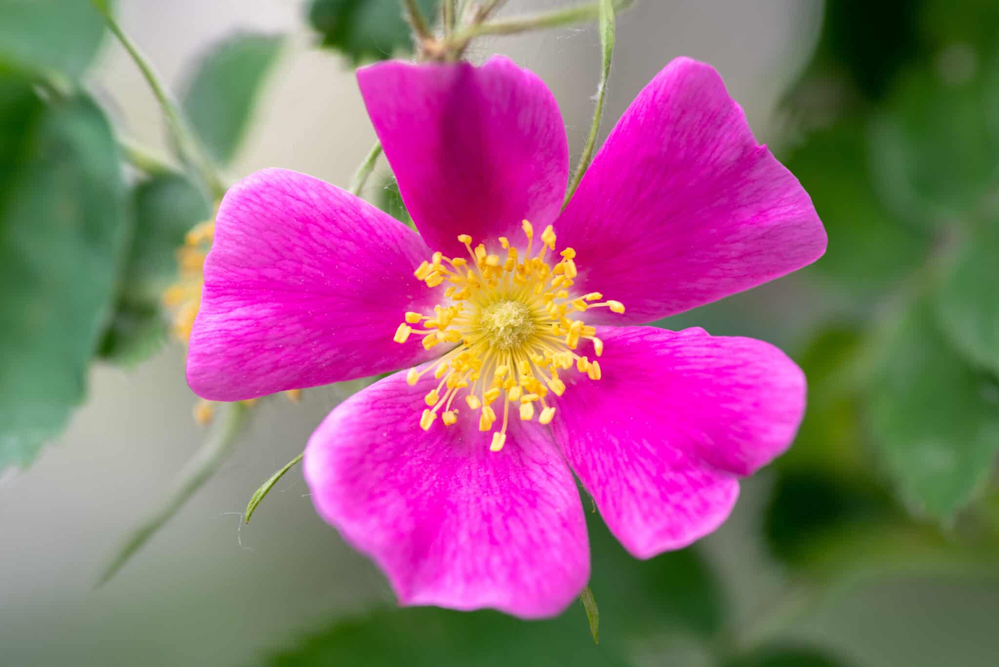 Find Out the Wild Truth About Roses that Grow In Alaska - A-Z Animals