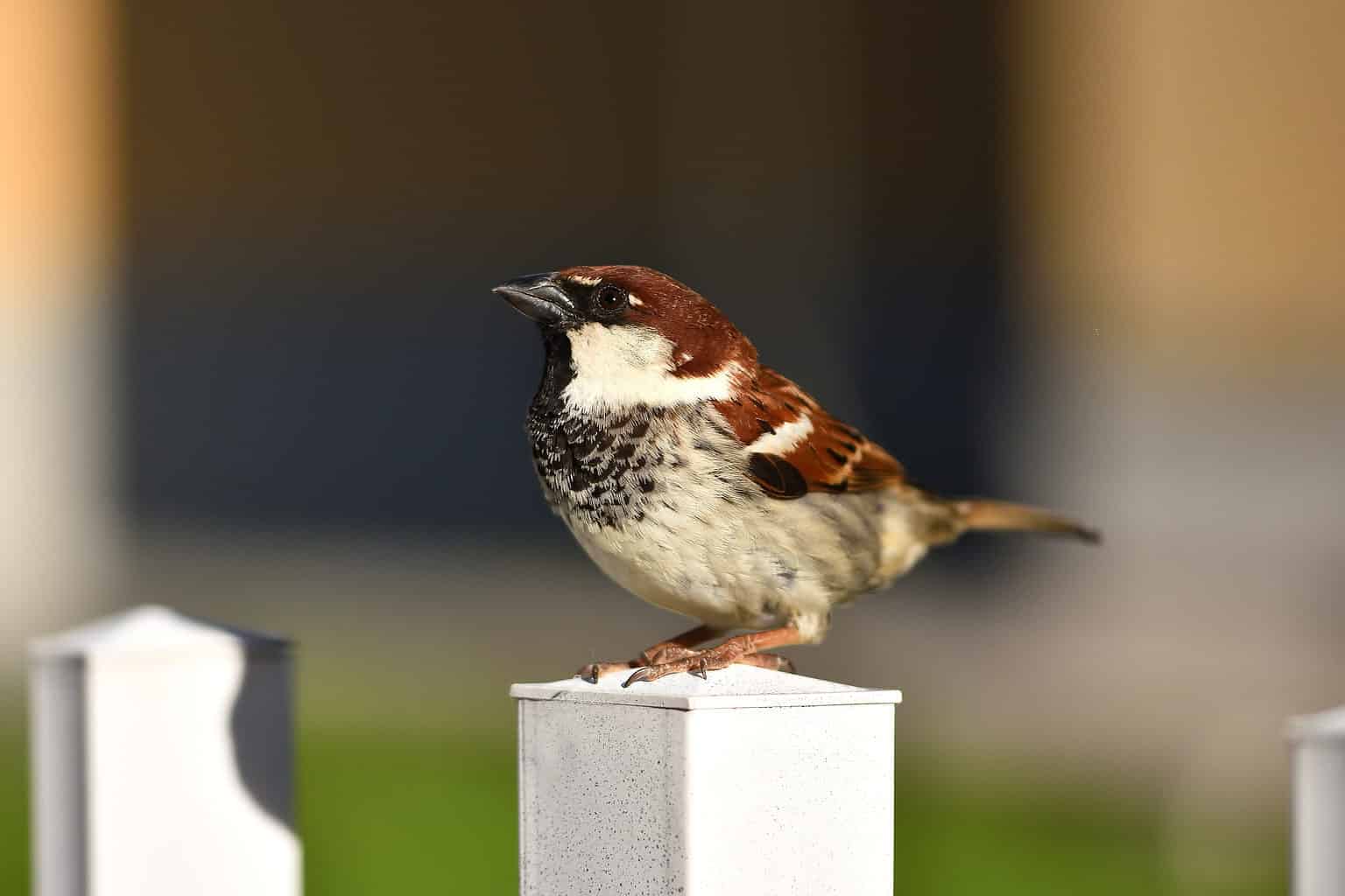 The Italian Sparrow: National Bird of Italy - A-Z Animals