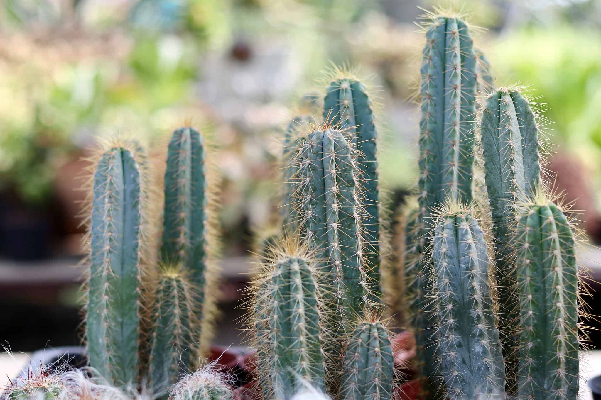 15 Most Beautiful Flowers Native to Puerto Rico - A-Z Animals